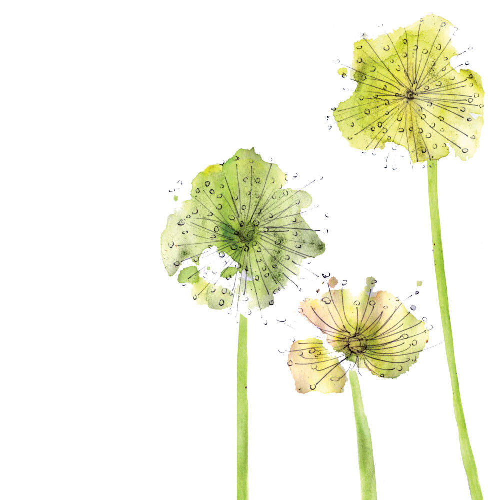 Allium Art Print by Louise Cunningham | King & McGaw