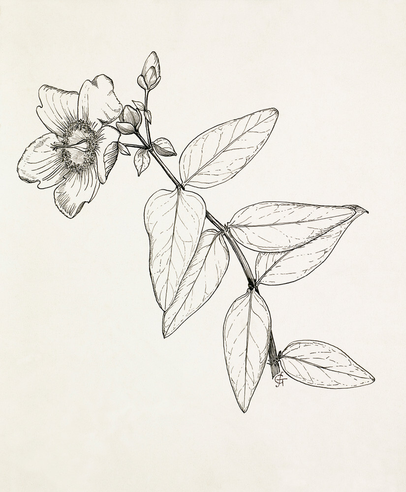 Hypericum 'Hidcote' Art Print by Graham Stuart Thomas | King & McGaw