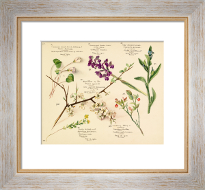Wildflower Composite XVIII Art Print by Lillian Snelling at King & McGaw