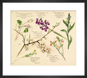 Lillian Snelling Prints, Lillian Snelling Posters & Framed Pictures ...