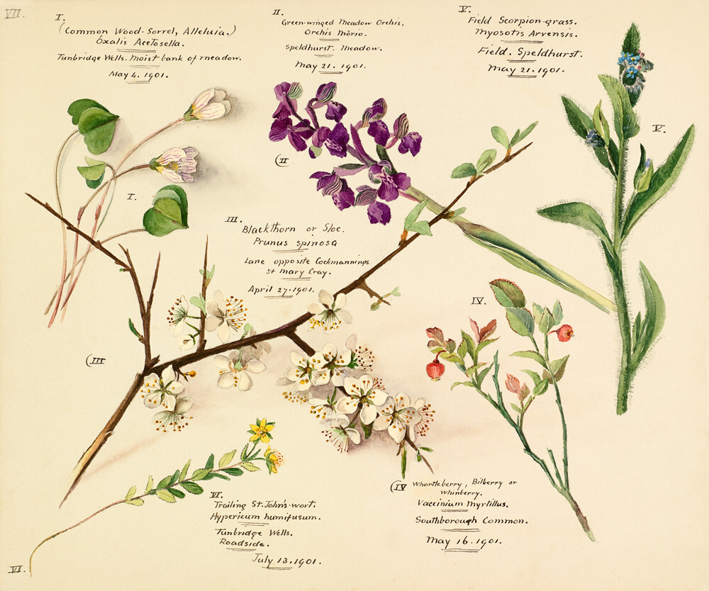 Wildflower composite VII Art Print by Lillian Snelling | King & McGaw