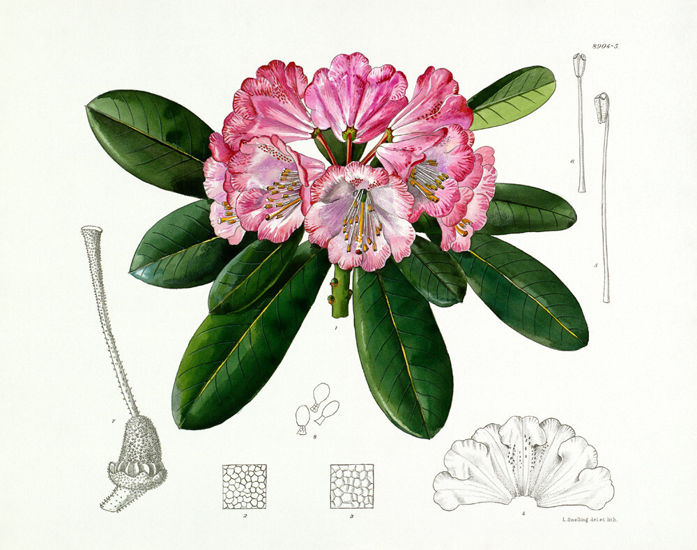 Rhododendron vernicosum Art Print by Lillian Snelling | King & McGaw