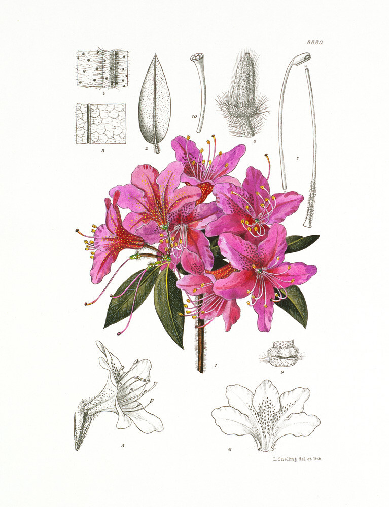 Rhododendron villosum Art Print by Lillian Snelling | King & McGaw