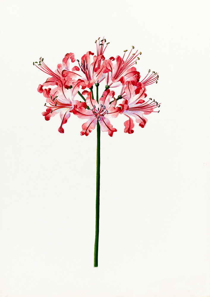 Mrs Balfour Art Print by Lillian Snelling | King & McGaw