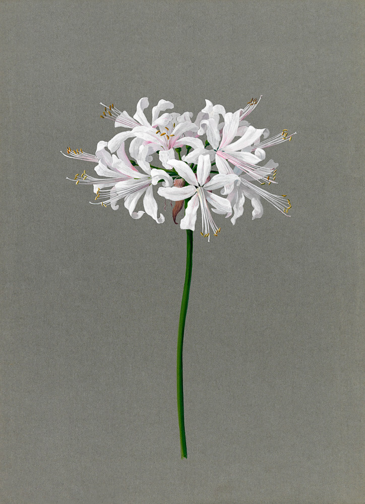 Mrs Clarke Art Print by Lillian Snelling | King & McGaw