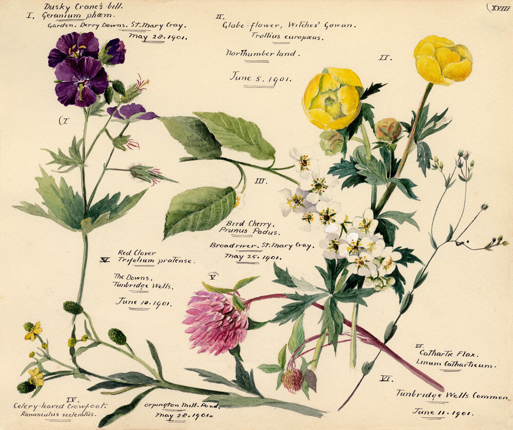 Wildflower Composite XVIII Art Print by Lillian Snelling | King & McGaw
