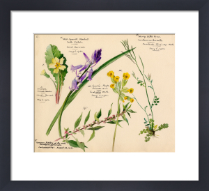 Wild Flowers Composite (Tunbridge Wells) Art Print by Lillian Snelling ...
