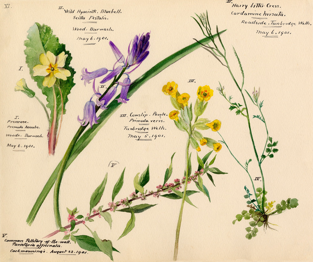 Wildflower Composite XI Art Print by Lillian Snelling | King & McGaw