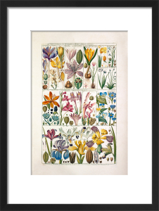 Wildflower Composite XVIII Art Print by Lillian Snelling | King & McGaw