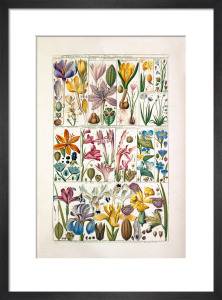Wildflower Composite XVIII Art Print by Lillian Snelling | King & McGaw