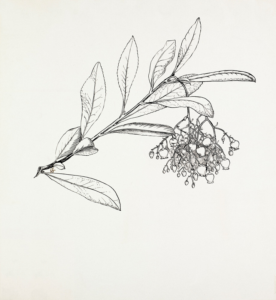 Arbutus unedo Art Print by Graham Stuart Thomas | King & McGaw