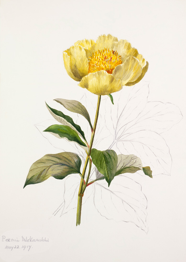 Paeonia mlokosewitschii Art Print by Lillian Snelling | King & McGaw