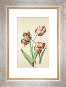 Wildflower Composite XVIII Art Print by Lillian Snelling at King & McGaw