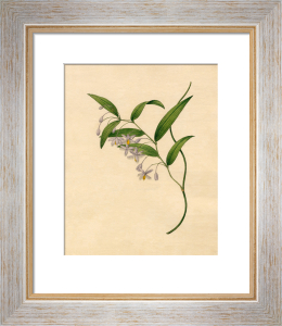 Musa ensete Art Print by Francois Frederic Grobon at King & McGaw