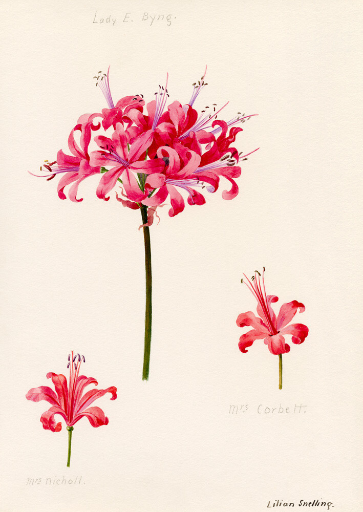 Nerine, Lady E. Byng. Mrs Nicholl. Mrs Corbett Art Print by Lillian ...