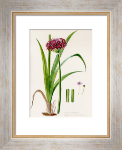 Lillian Snelling Prints, Lillian Snelling Posters & Framed Pictures ...