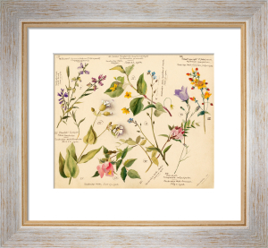Wild Flowers Composite (Tunbridge Wells) Art Print by Lillian Snelling ...