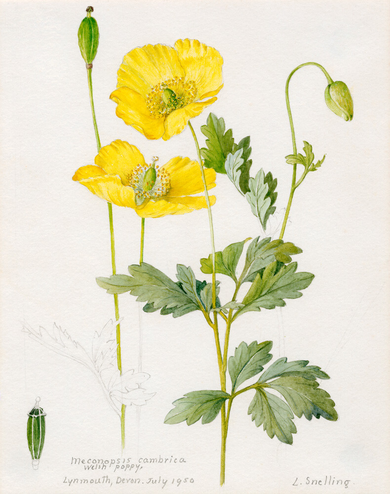 Meconopsis cambrica (Welsh Poppy) Art Print by Lillian Snelling | King ...