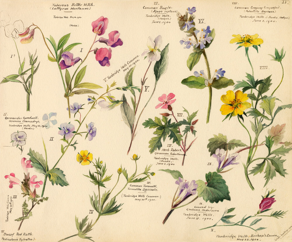 Wildflower Composite IV Art Print by Lillian Snelling | King & McGaw