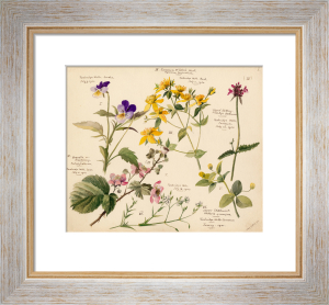 Wildflower composite VII Art Print by Lillian Snelling at King & McGaw