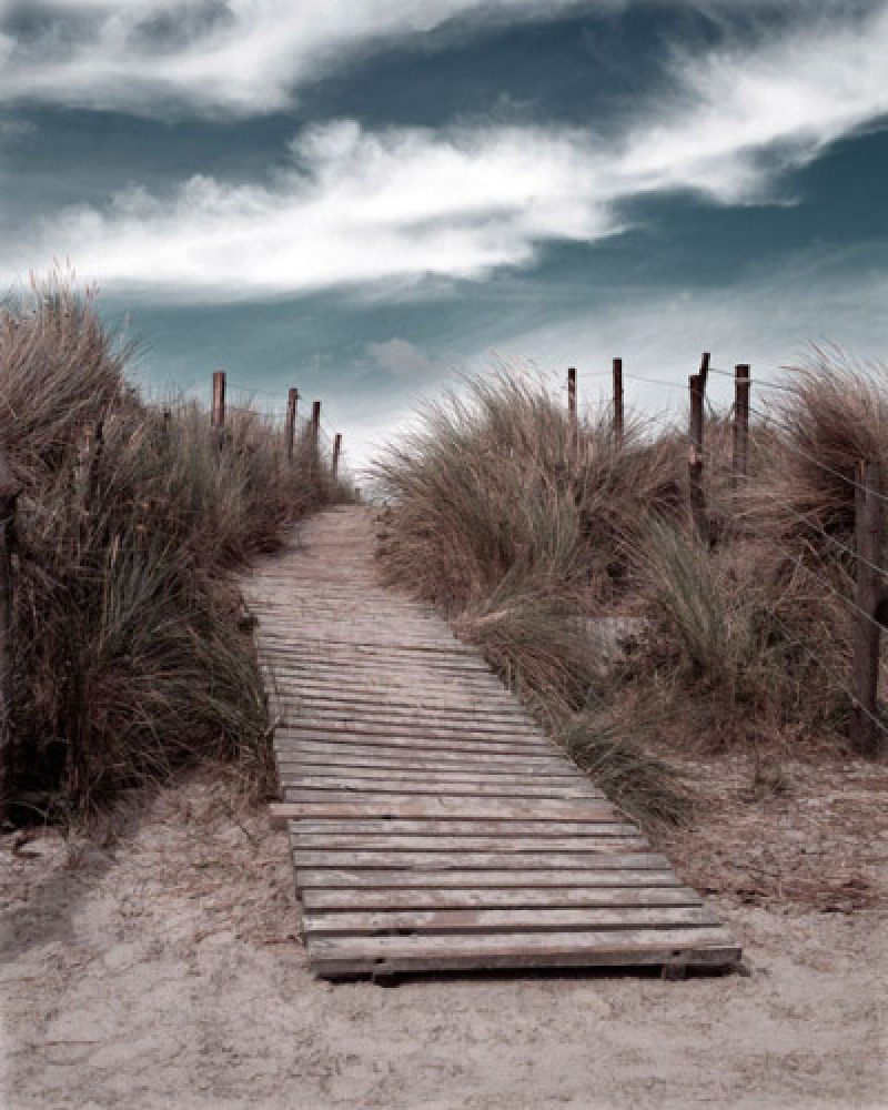 The Pathway Art Print by Gill Copeland | King & McGaw