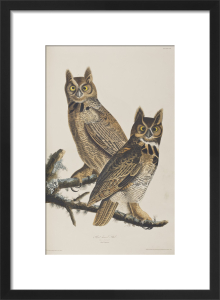 Owl Art Print by George Jack | King & McGaw