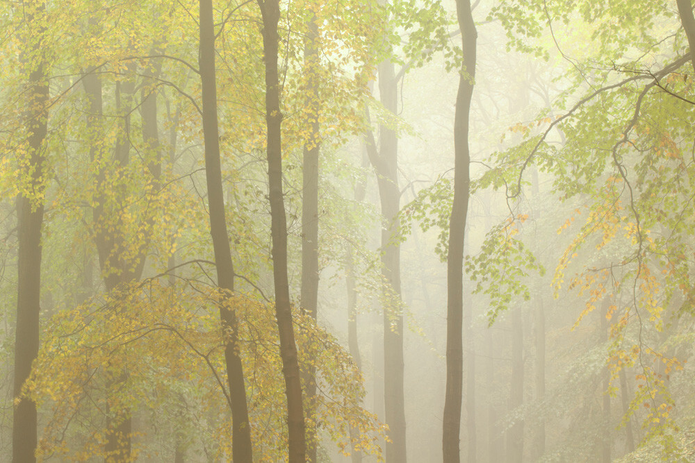 Woodland Mist IV Art Print by Doug Chinnery | King & McGaw