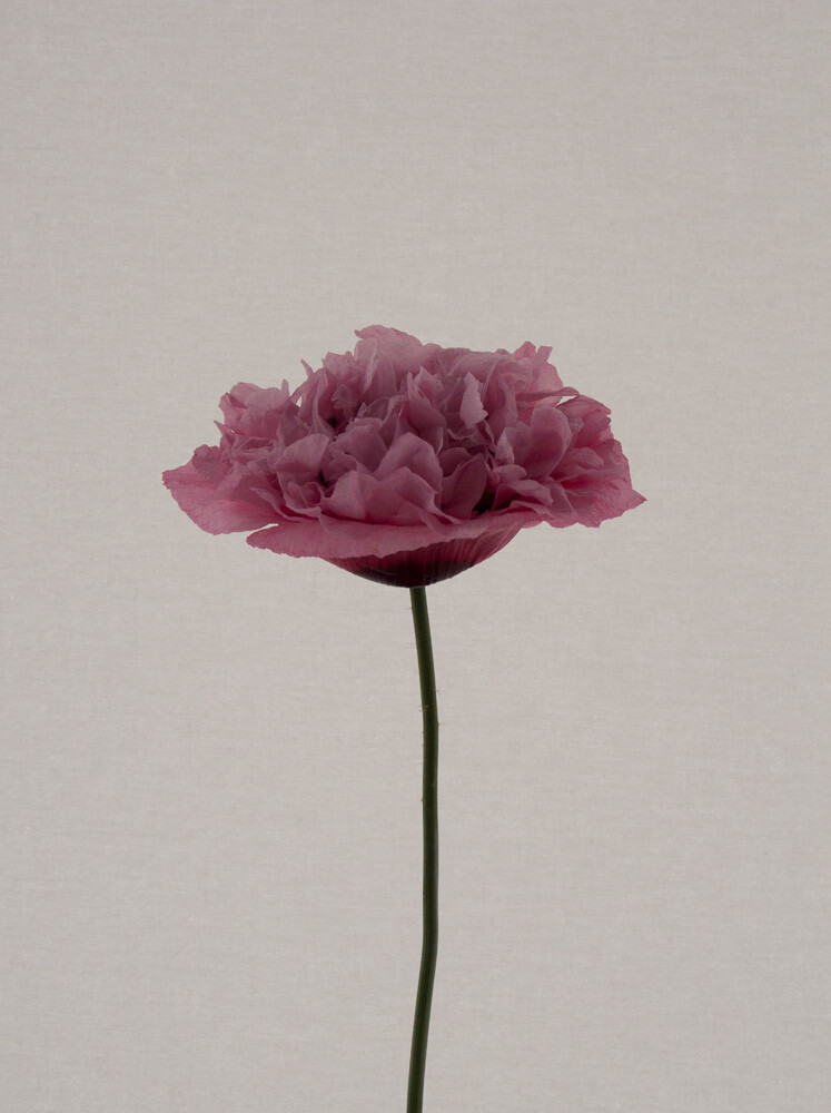 Pink Poppy Art Print by Claire Brooker | King & McGaw