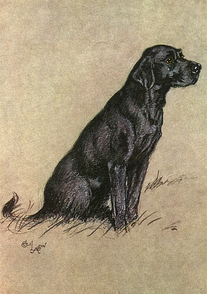 Black Labrador, 1928 Art Print by Cecil Aldin | King & McGaw
